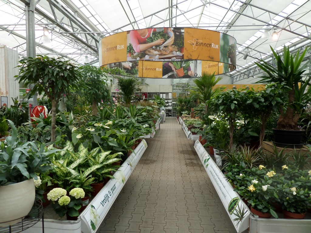 Diverse kamerplanten groot en klein! - Assortiment - Tuincentrum GroenRijk Den Bosch